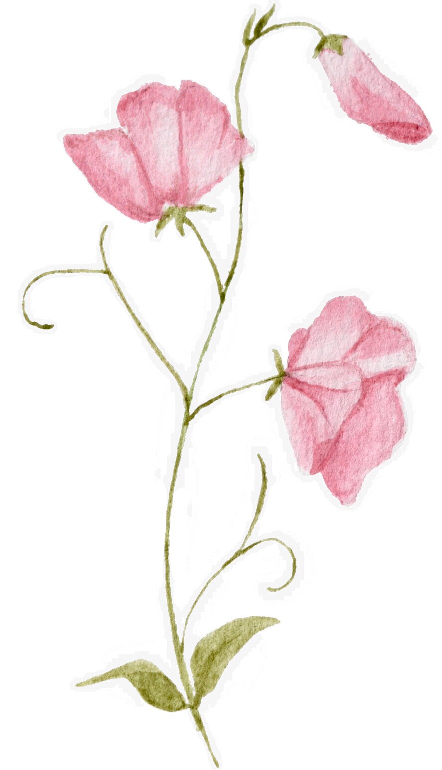 Translucent Pink Flower Sticker | 3" Clear Waterproof Floral Sticker - Etsy