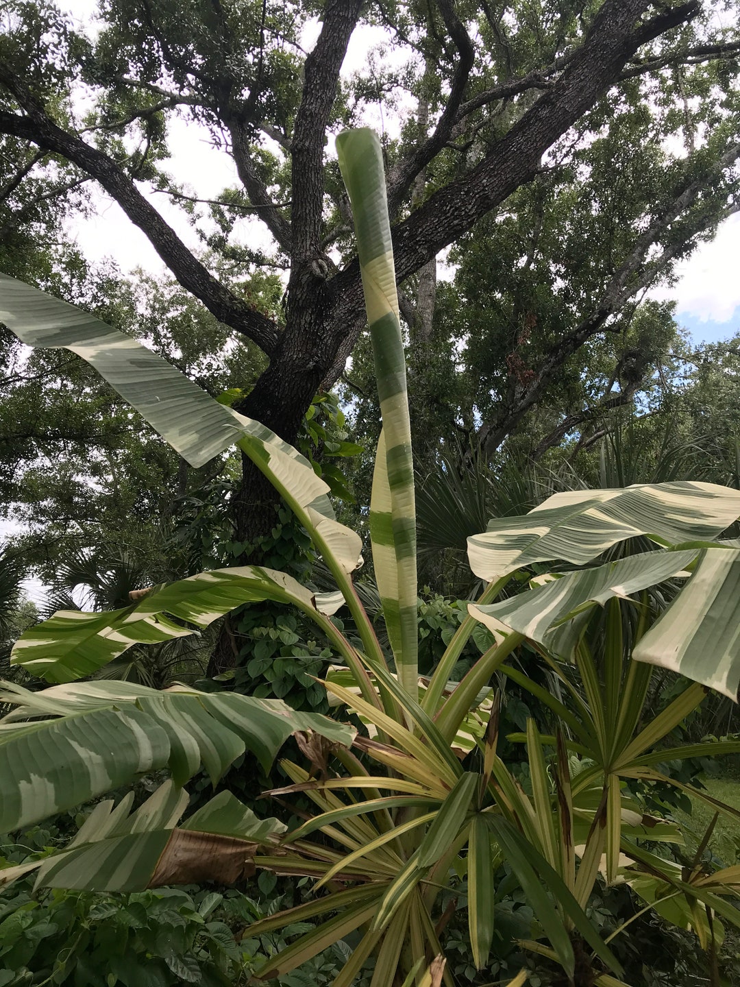 Variegated Musa Florida Actual Plant - Etsy