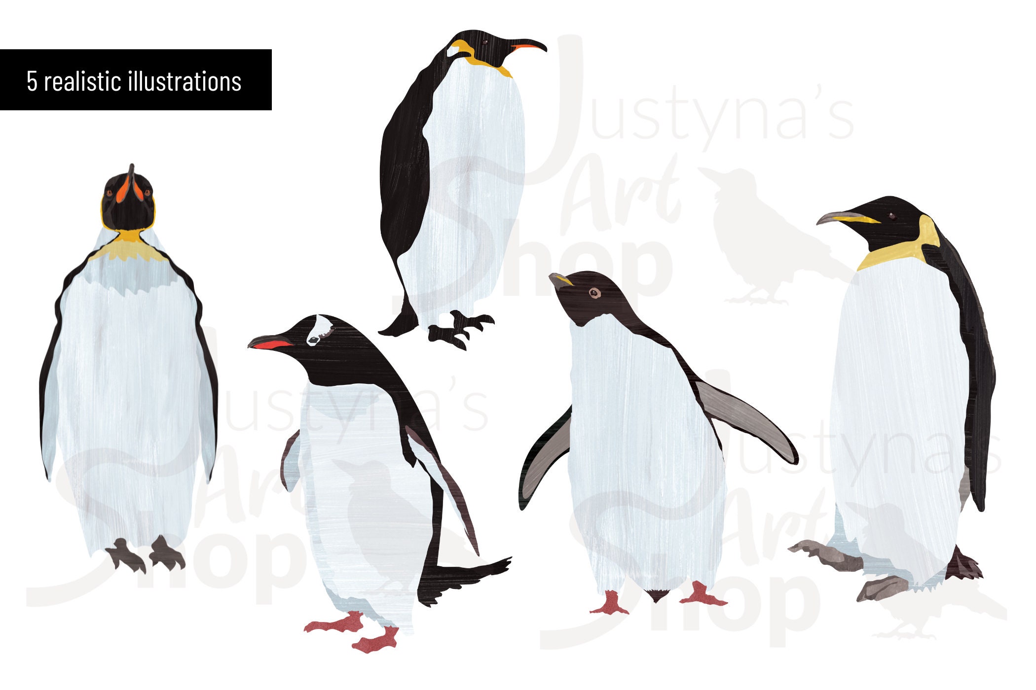 Penguins Clipart Set, Realistic Illustrations of Cold Antarctica ...