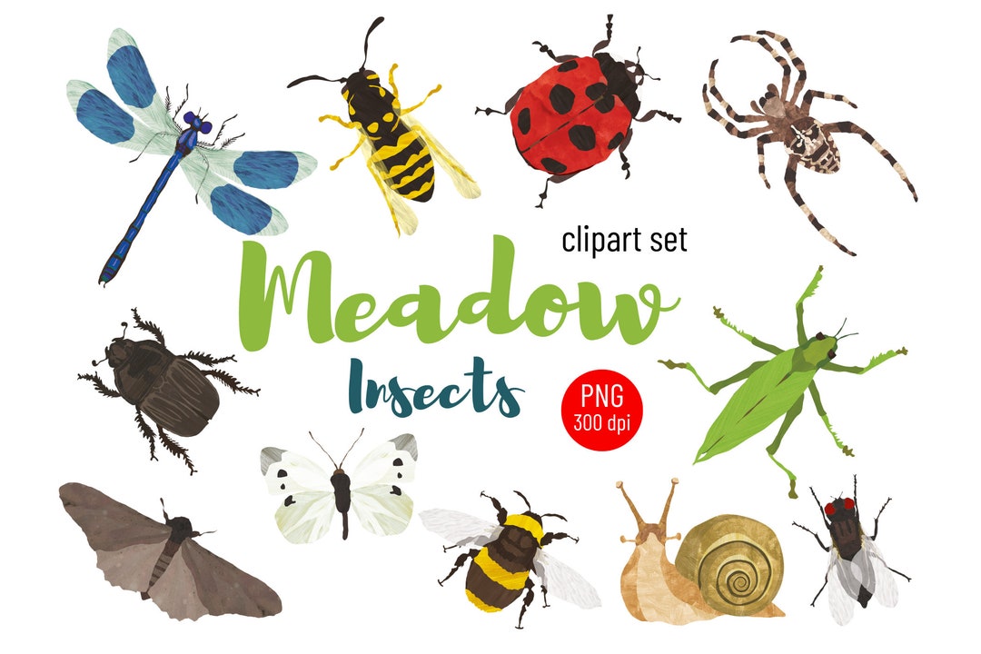 Insects and Bugs Clipart Set, Cute Spring Digital Images, Meadow and ...
