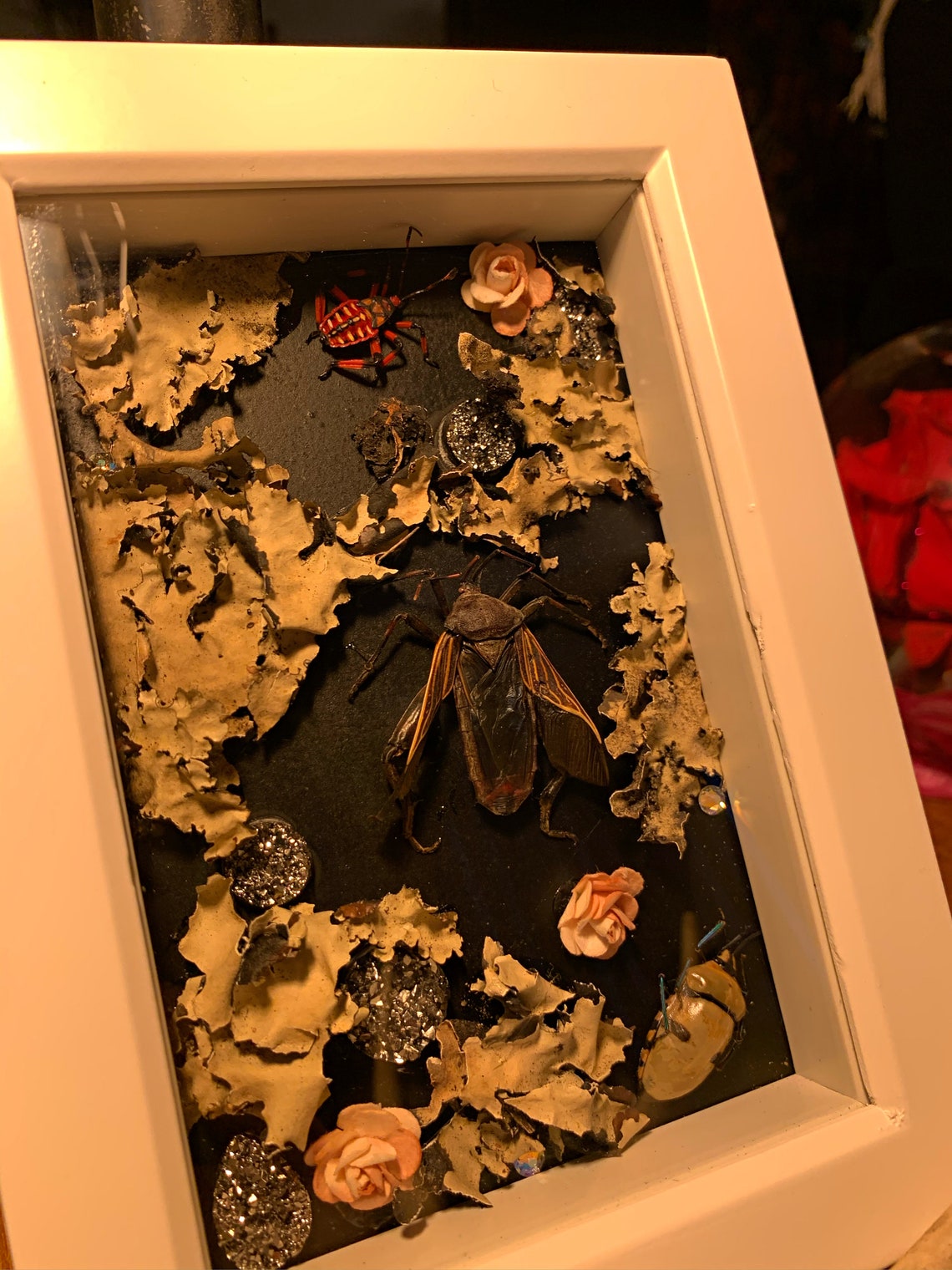 Handcrafted Shadowbox, Real Insects - Etsy