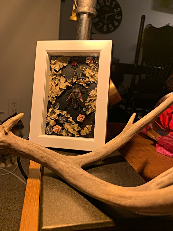 HandCrafted ShadowBox Real Insects | Etsy