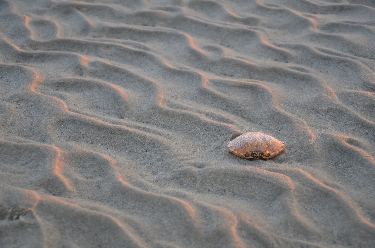Digital Download Cape Cod Crab Beach Scene Nature - Etsy