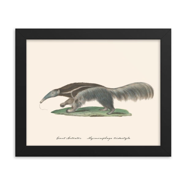 Anteater - Etsy