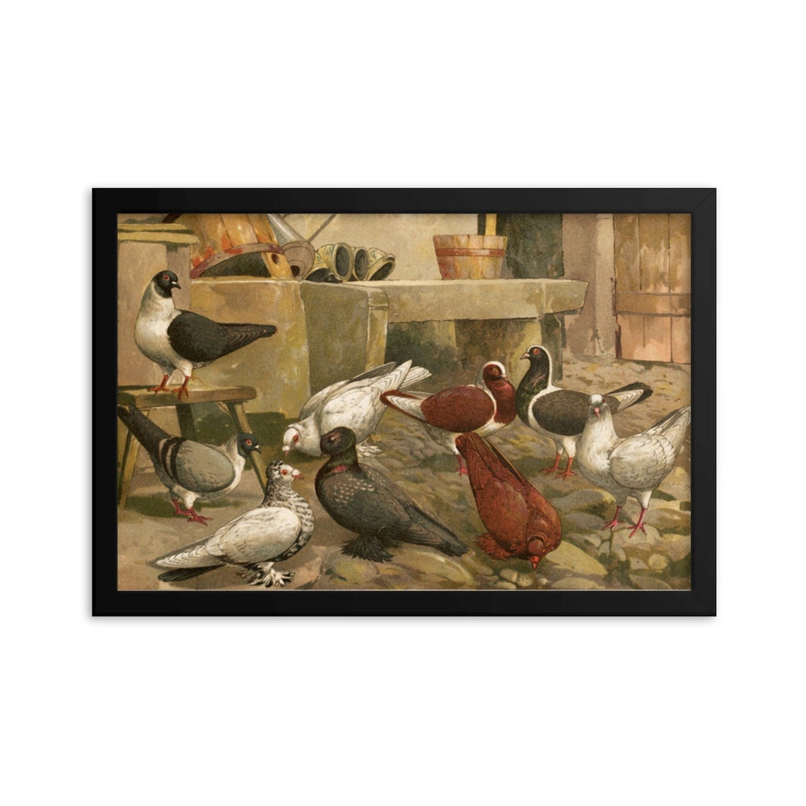 Pigeon Poster Trumpeter Pigeons Russian Trumpeter Pigeon | Etsy