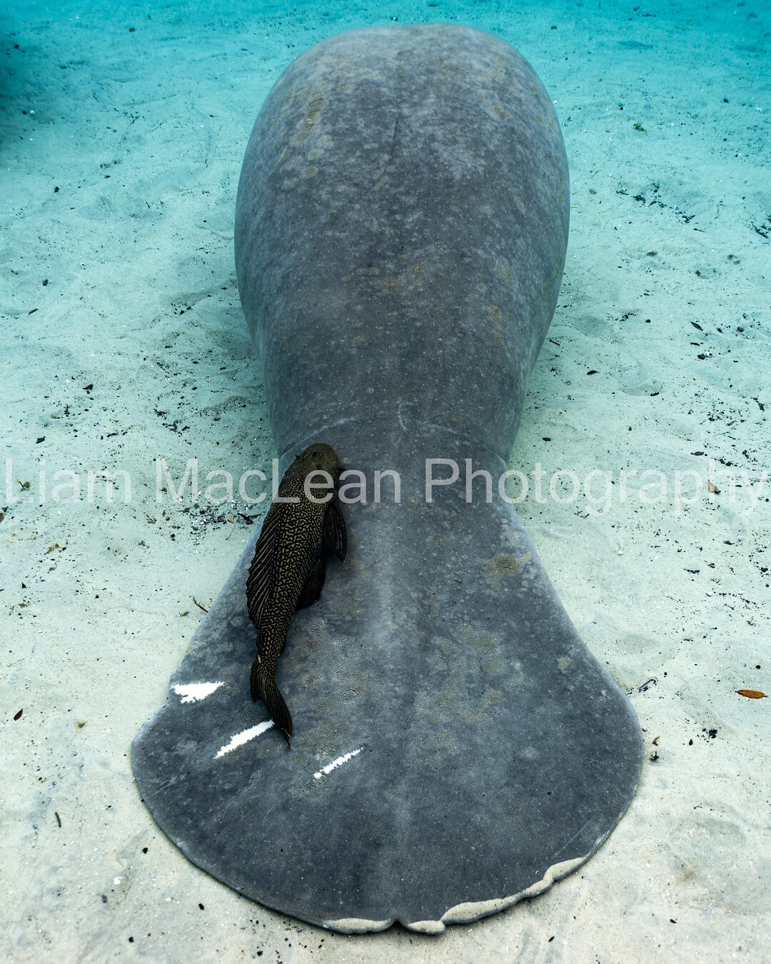 Florida Manatee Tail Metal Print - Etsy