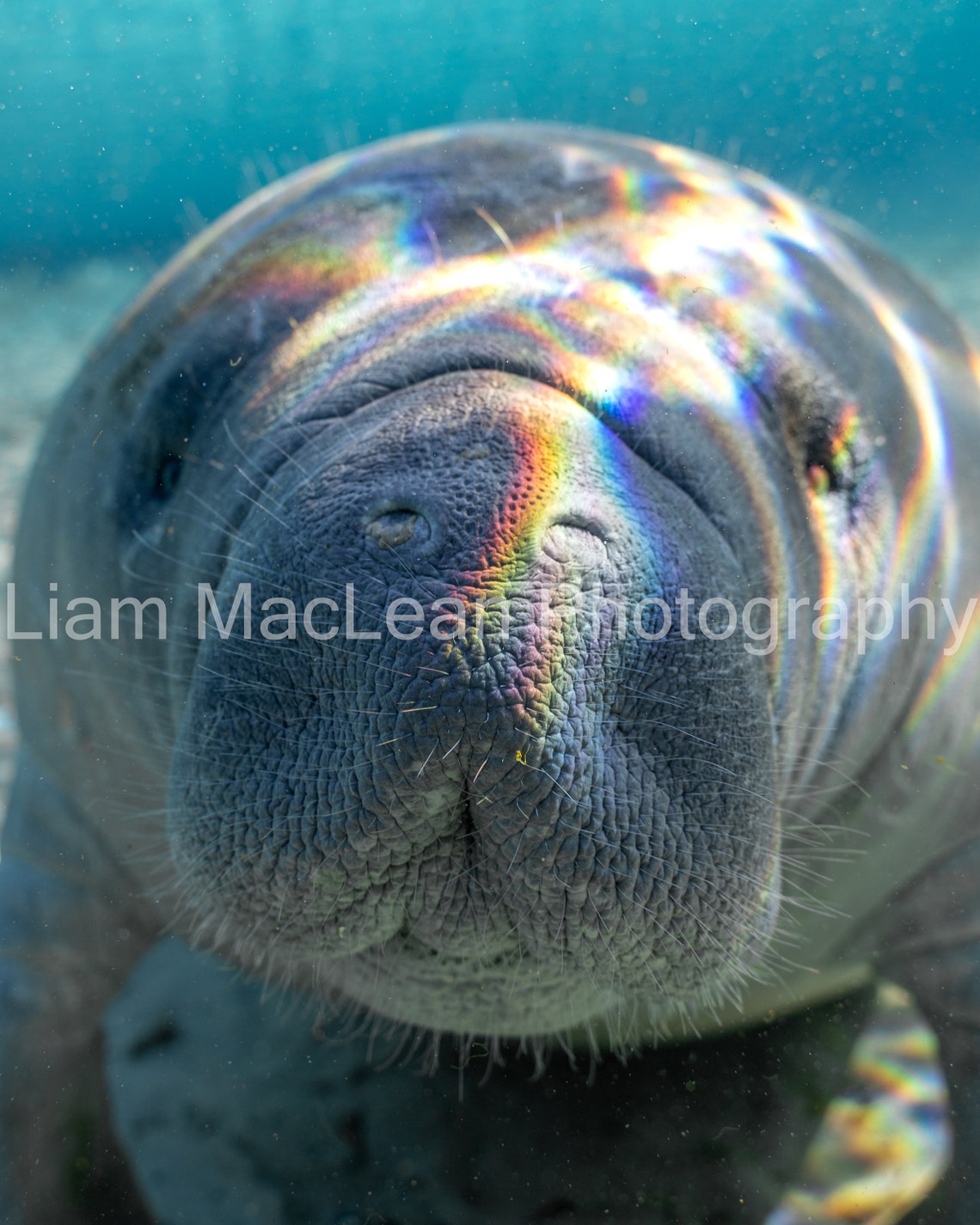 Rainbow Snoot Florida Manatee Metal Print - Etsy