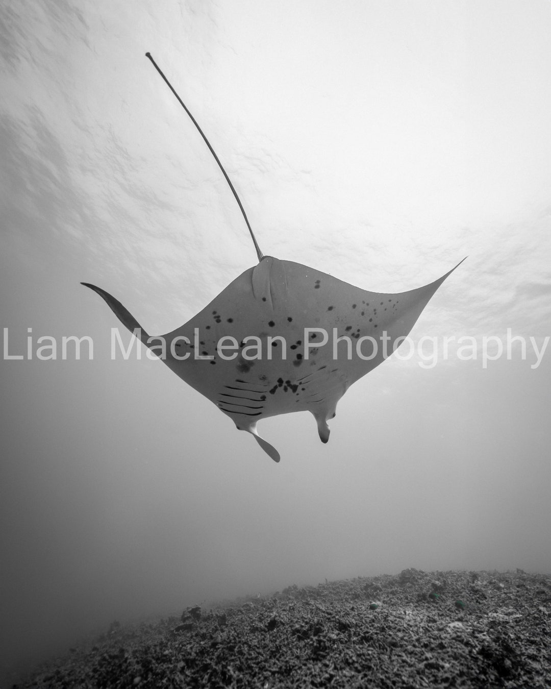 Hawaiian Manta Ray Overhead Metal Print - Etsy