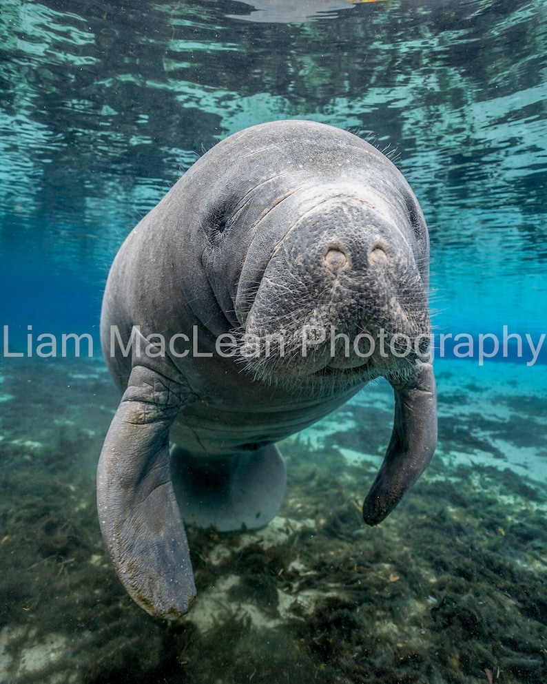 Florida Manatee Portrait Metal Print - Etsy
