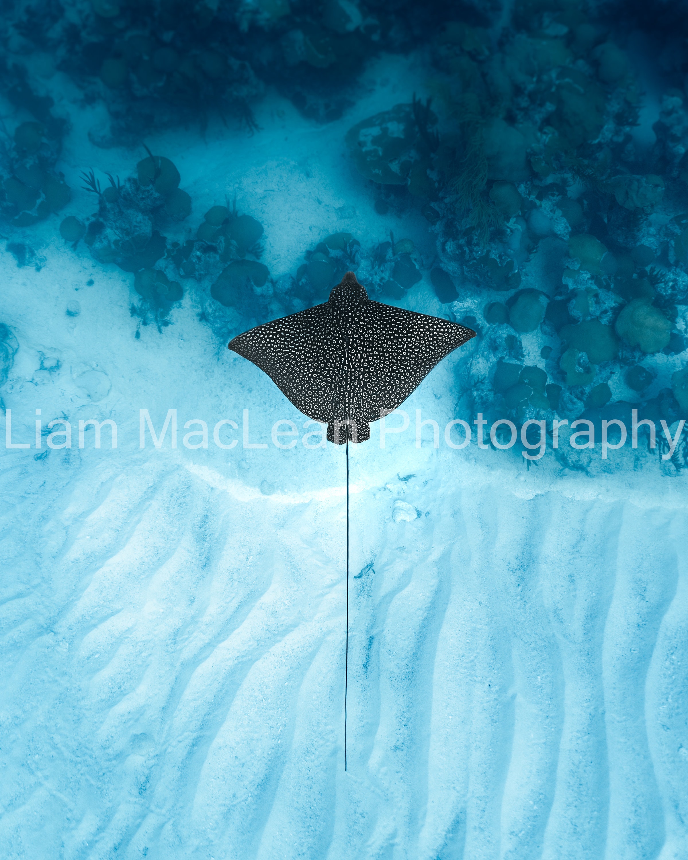 Spotted Eagle Ray Metal Print - Etsy