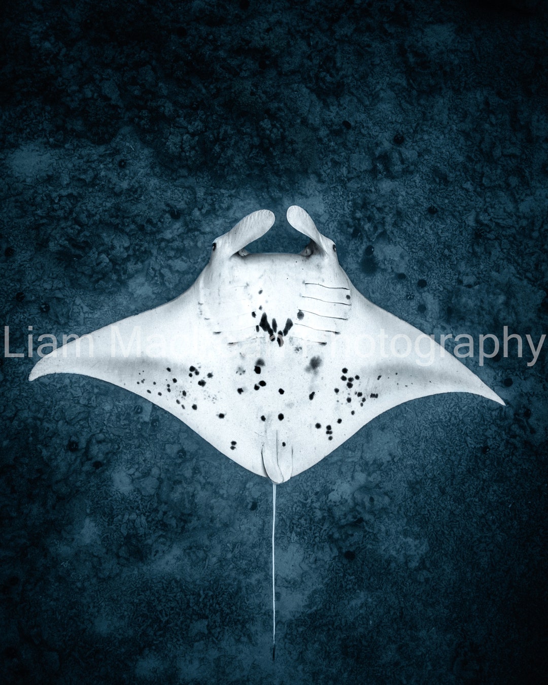 Hawaiian Manta Ray Metal Print - Etsy