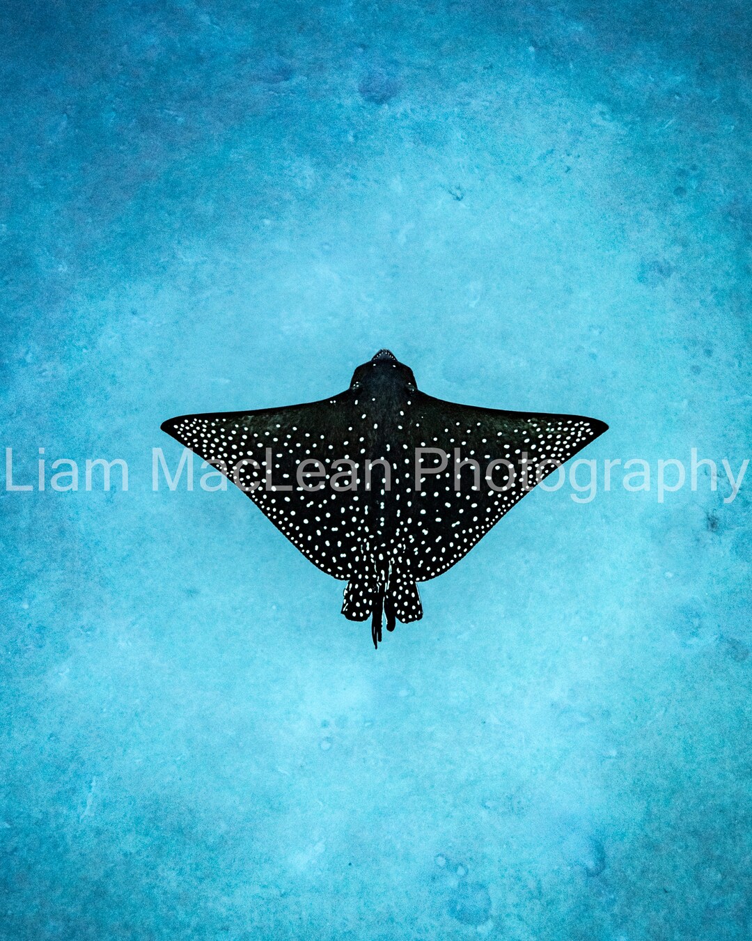 Baby Spotted Eagle Ray Metal Print - Etsy