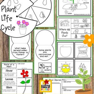 Plant Life Cycle & Photosynthesis Printable Pack | Science Activities ...