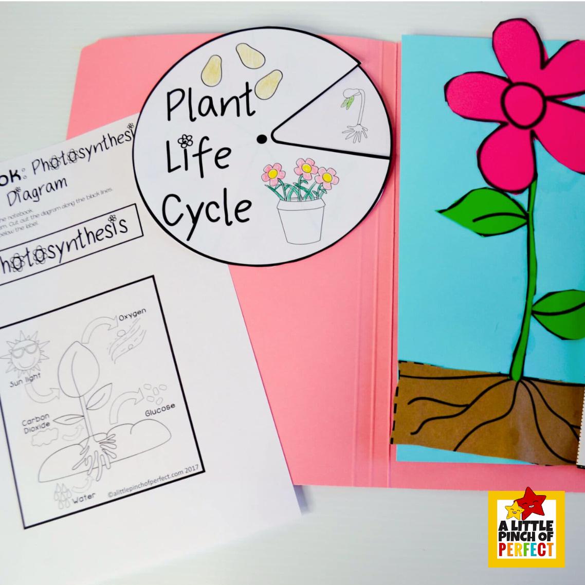 Plant Life Cycle & Photosynthesis Printable Pack | Science Activities ...