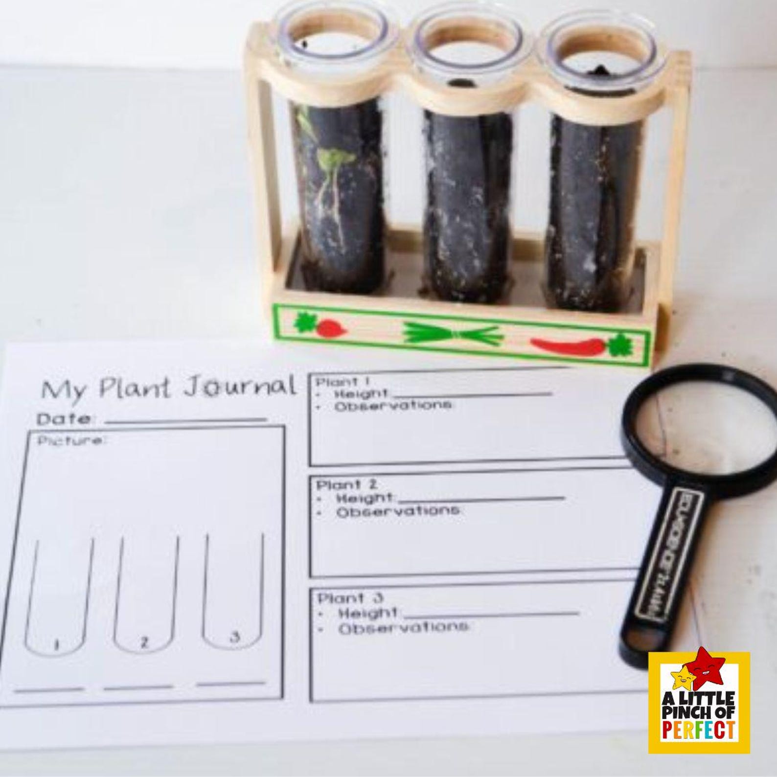 Plant Life Cycle & Photosynthesis Printable Pack | Science Activities ...