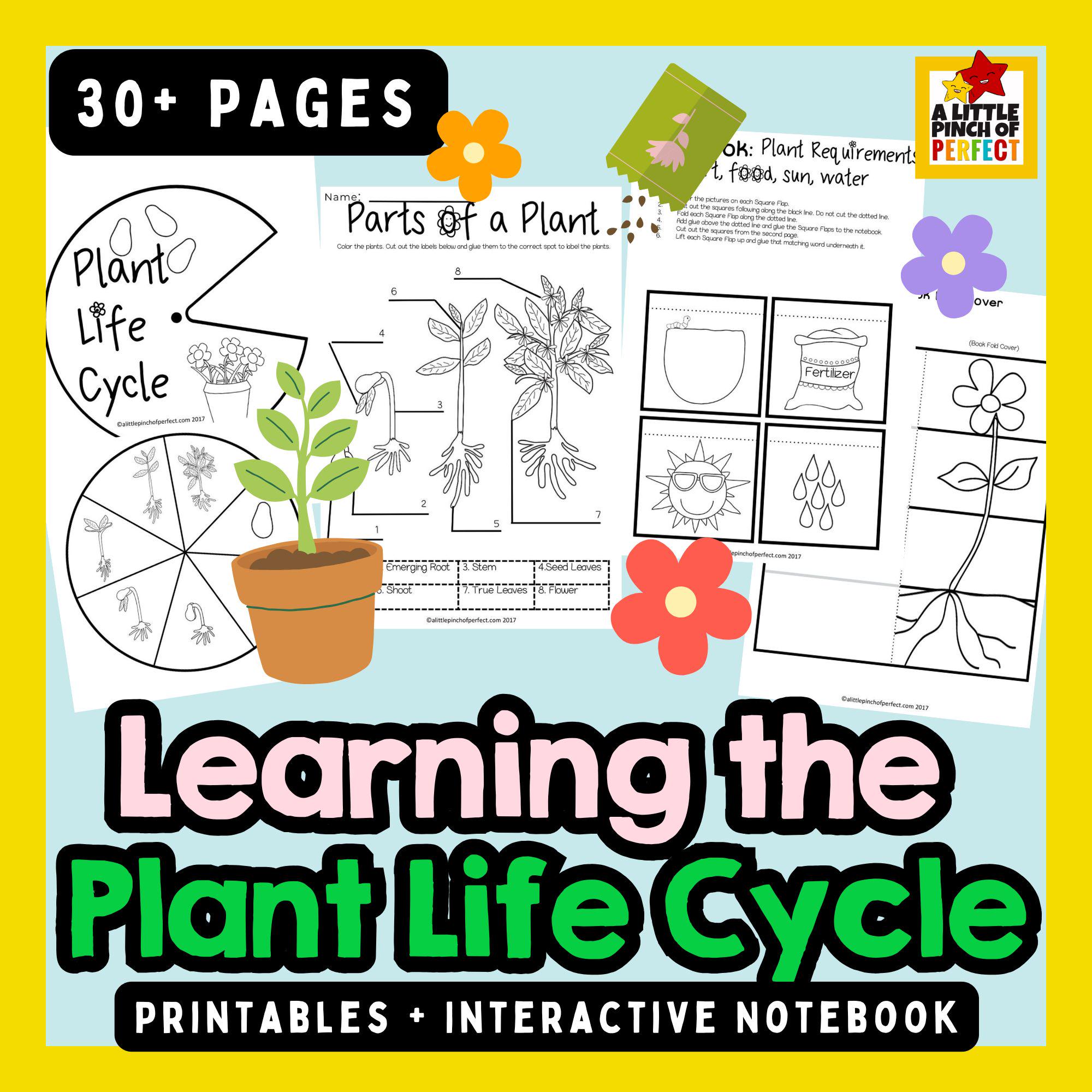 Plant Life Cycle & Photosynthesis Printable Pack | Science Activities ...