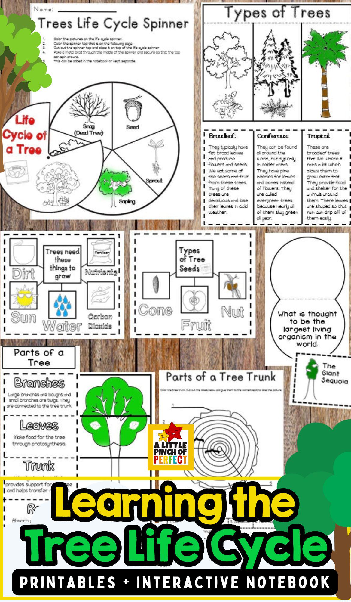 Tree Life Cycle Printable Pack | Science Activities for Kids ...