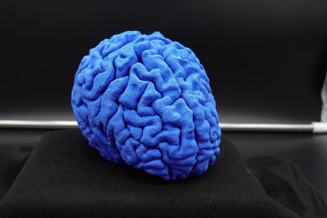 Brain, Brain Model, Medical, Brain Art Display, Neurologist, Neuro ...