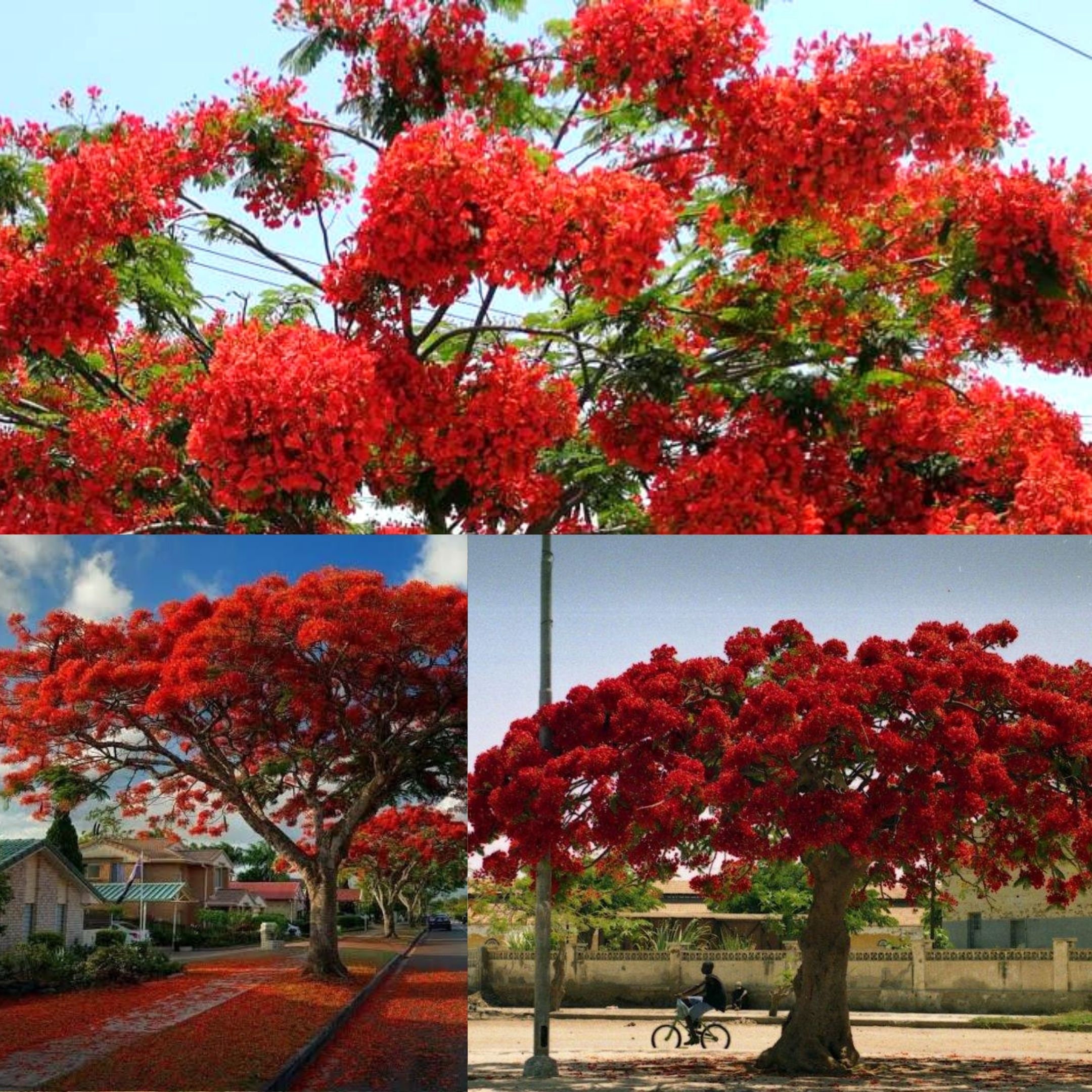 Delonix Regia Flamboyán Rojo Árbol de la Llama Árbol Rojo | Etsy España