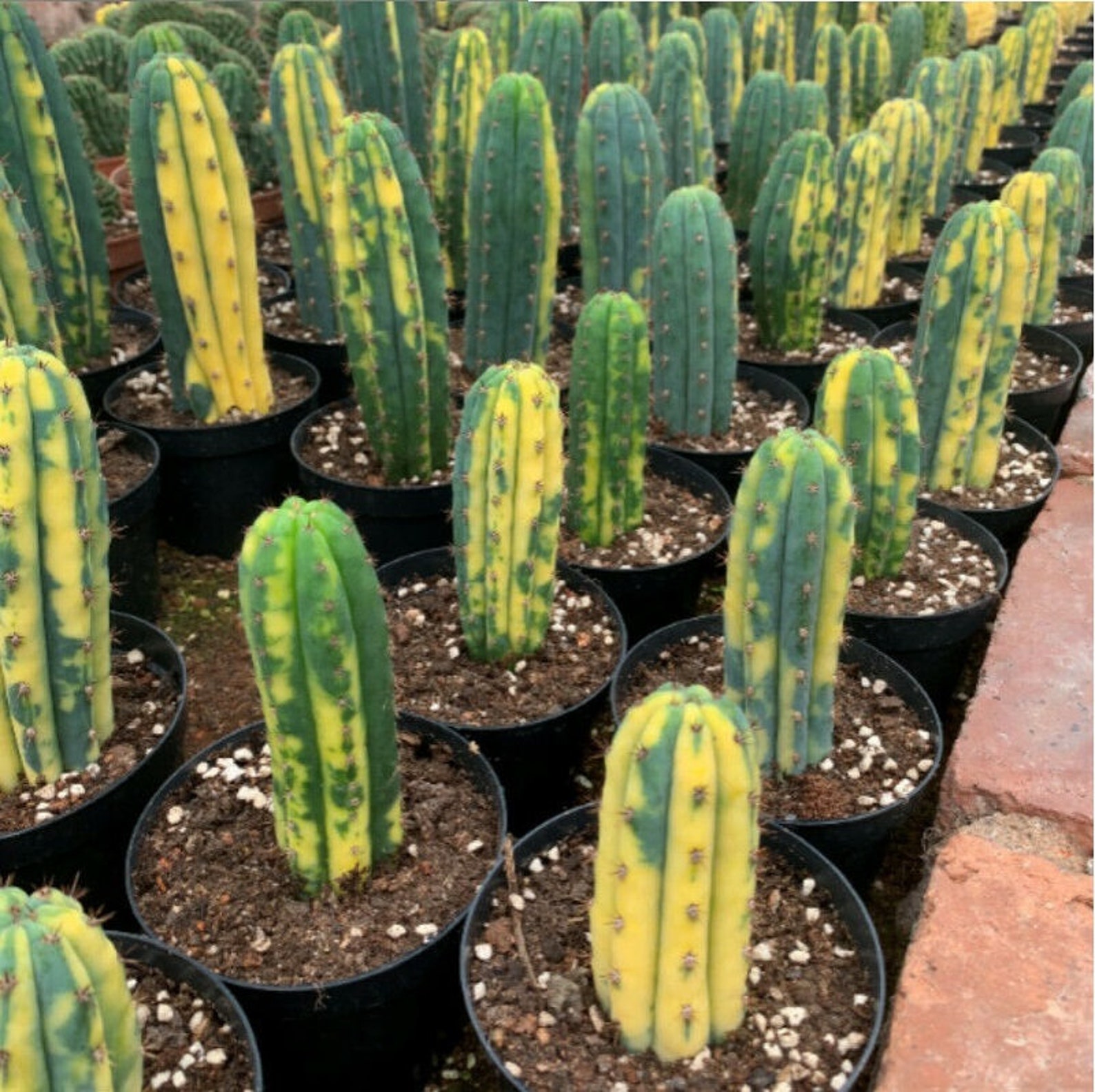 Cactus variegated home potted Garden decoration Plants high | Etsy