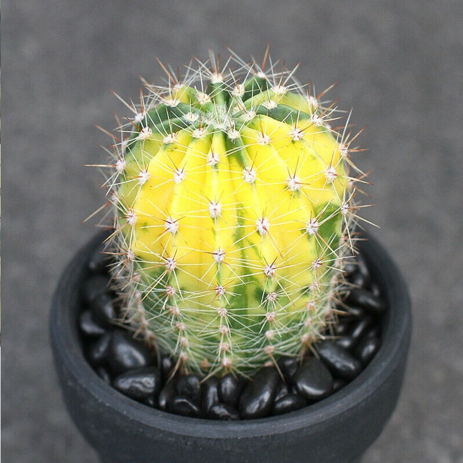 Variegated cactus plants potted beautiful decoration Plants | Etsy