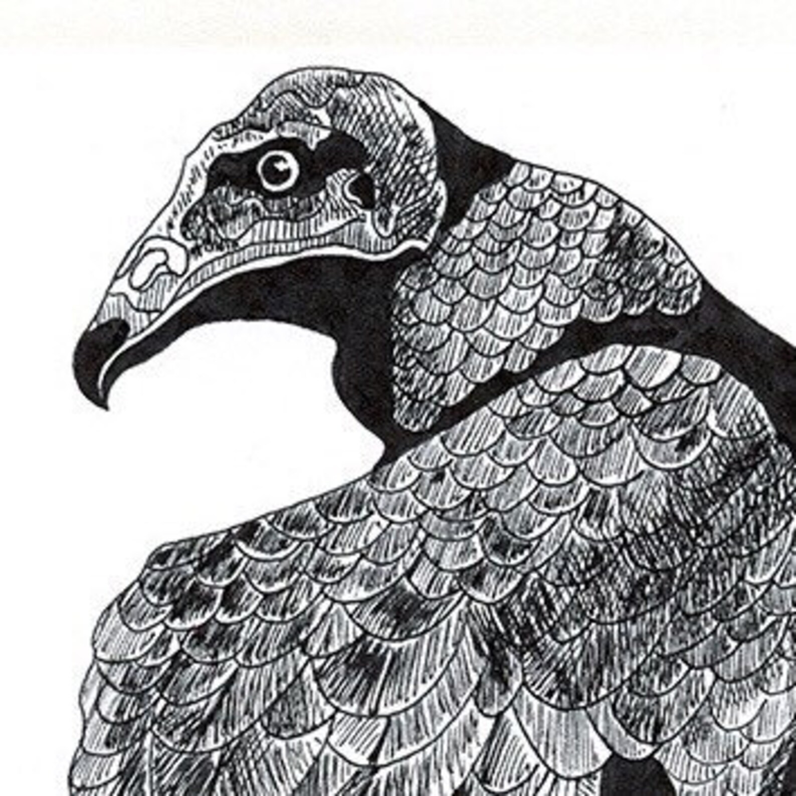 Turkey vulture pen and ink | Etsy