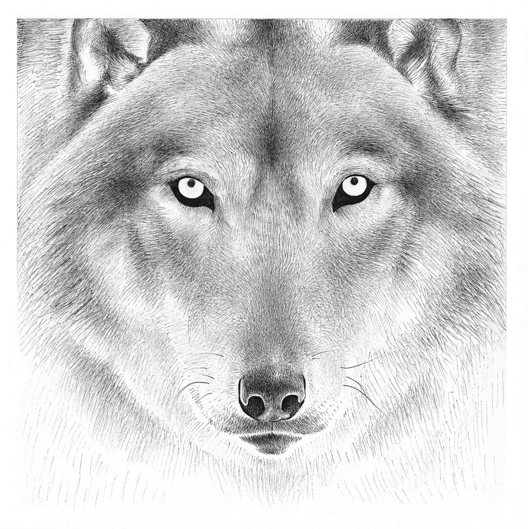 Wolf Art Print / Wolf Wall Décor / Wolf Poster / Wolf Drawing / Pen ...
