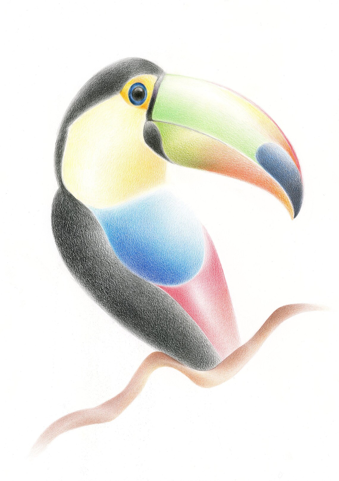 Tukan Kunstdruck / Tukan Poster / Tukan Zeichnung / Tukan Zeichnung ...