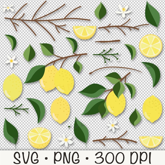 Fresh Green Lemon Slices Lemon Clipart Lemon Lemon Lemon Lime PNG