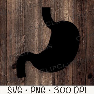 Stomach SVG, PNG, Silhouette, Organ, Digestive System, Clipart, Vector ...
