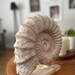 Large Sea Shell Sculpture Statue 11 Incheshome Decor - Etsy