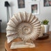 Large Sea Shell Sculpture Statue 11 Incheshome Decor - Etsy