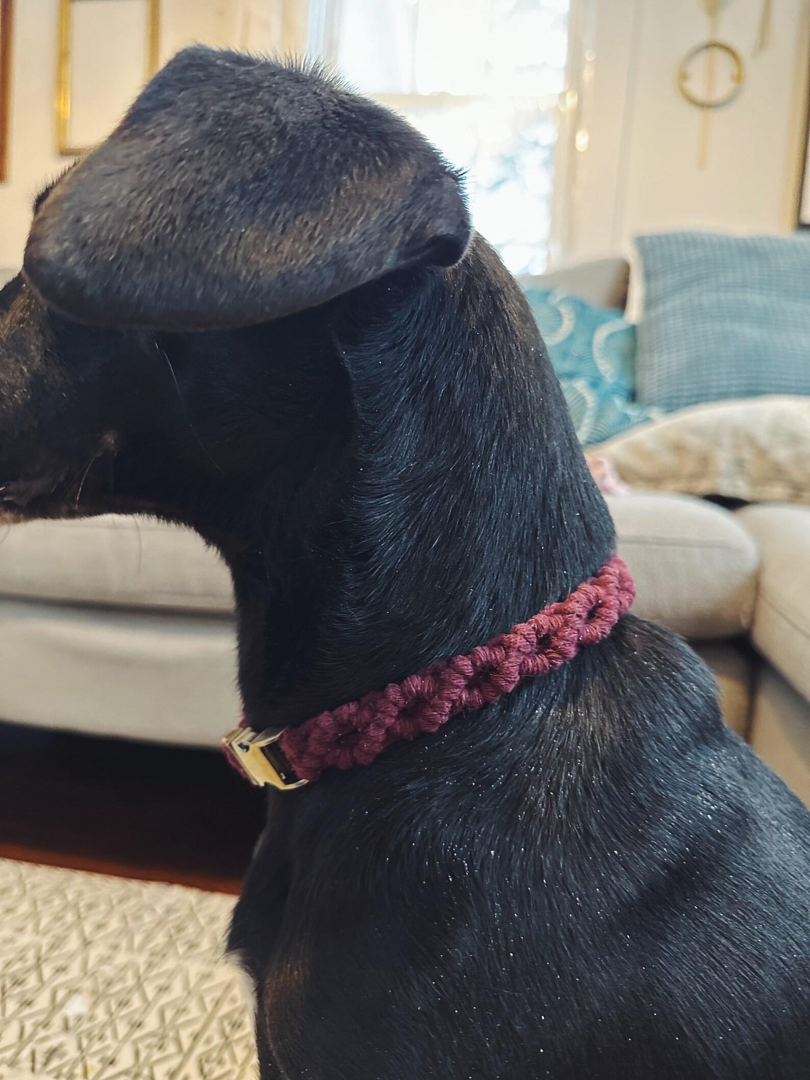 Macrame Dog Collar Macrame Pet Collar Boho Dog Collar Dog Gift Cat Gift ...