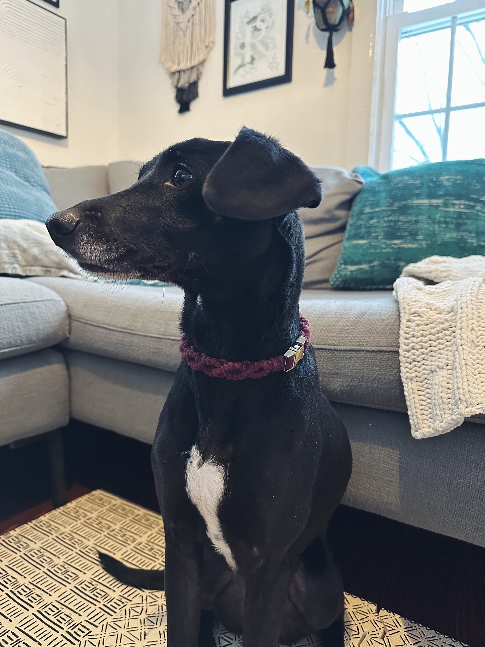 Macrame Dog Collar | Macrame Pet Collar | Boho Dog Collar | Dog Gift ...