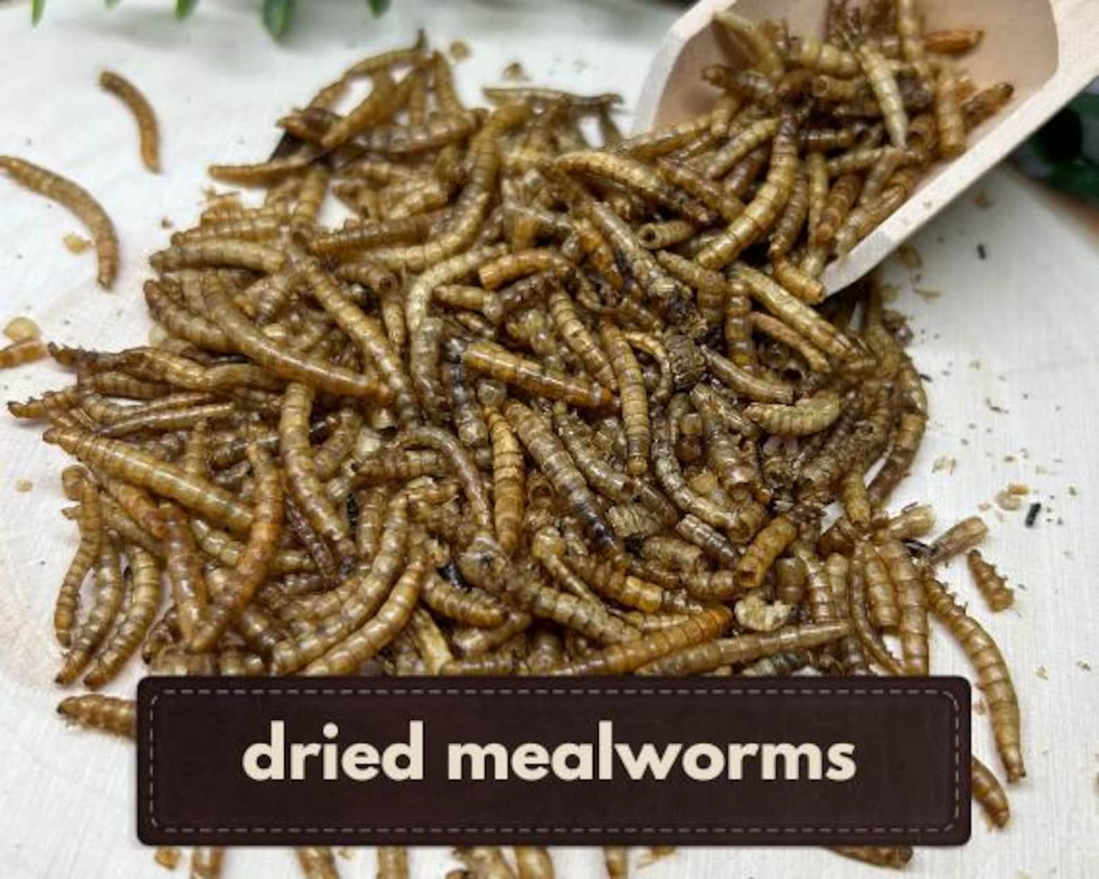Dried Mealworms High-protein Great for Hedgehogs, Bearded Dragons ...