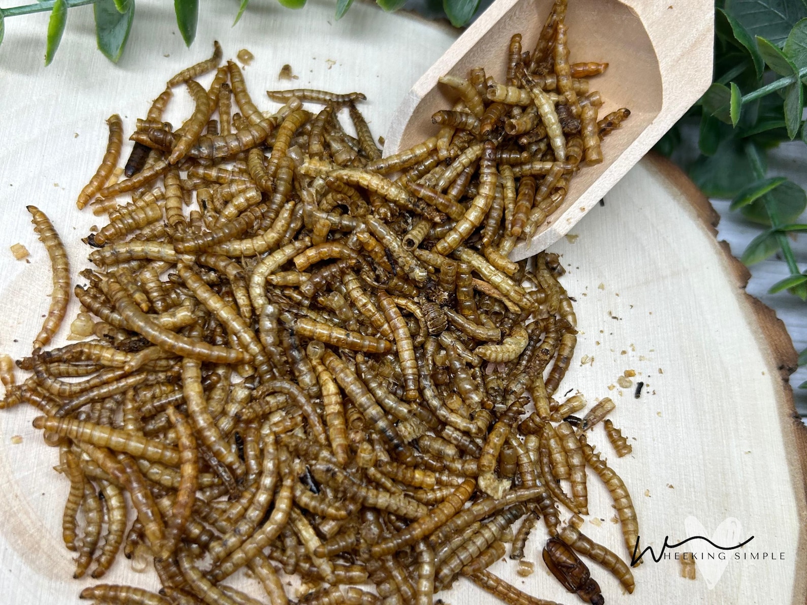 Dried Mealworms High-protein Great for Hedgehogs, Bearded Dragons ...