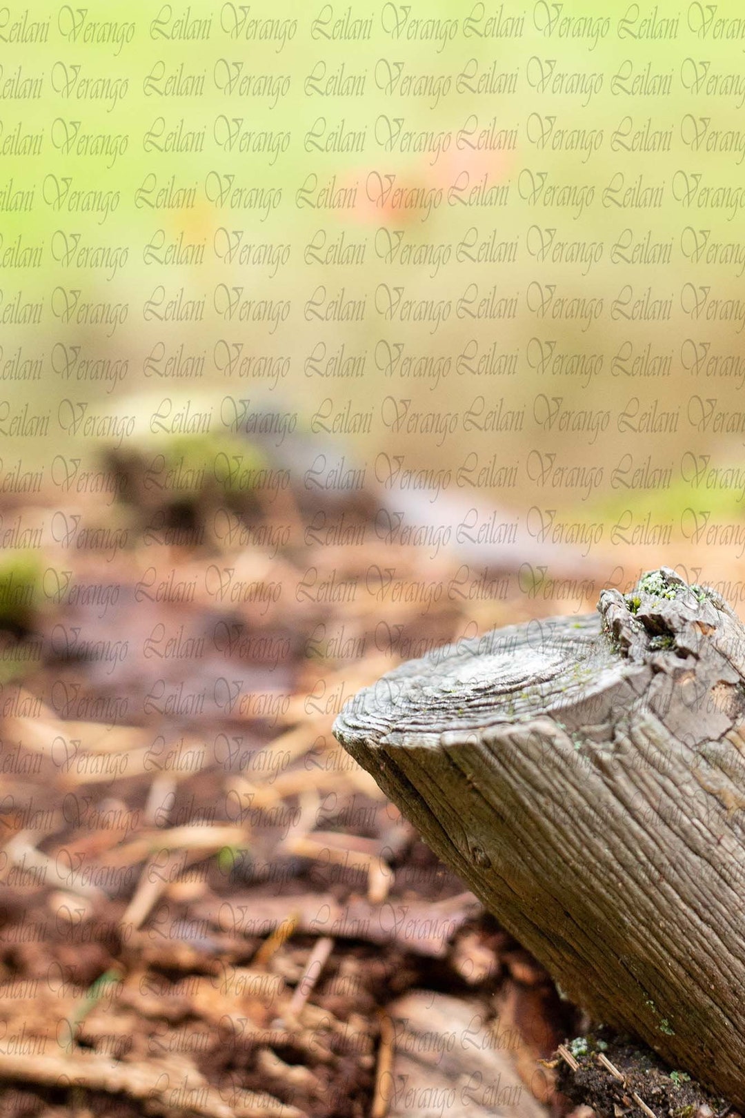 Nature Digital Background: Tree Stump - Etsy