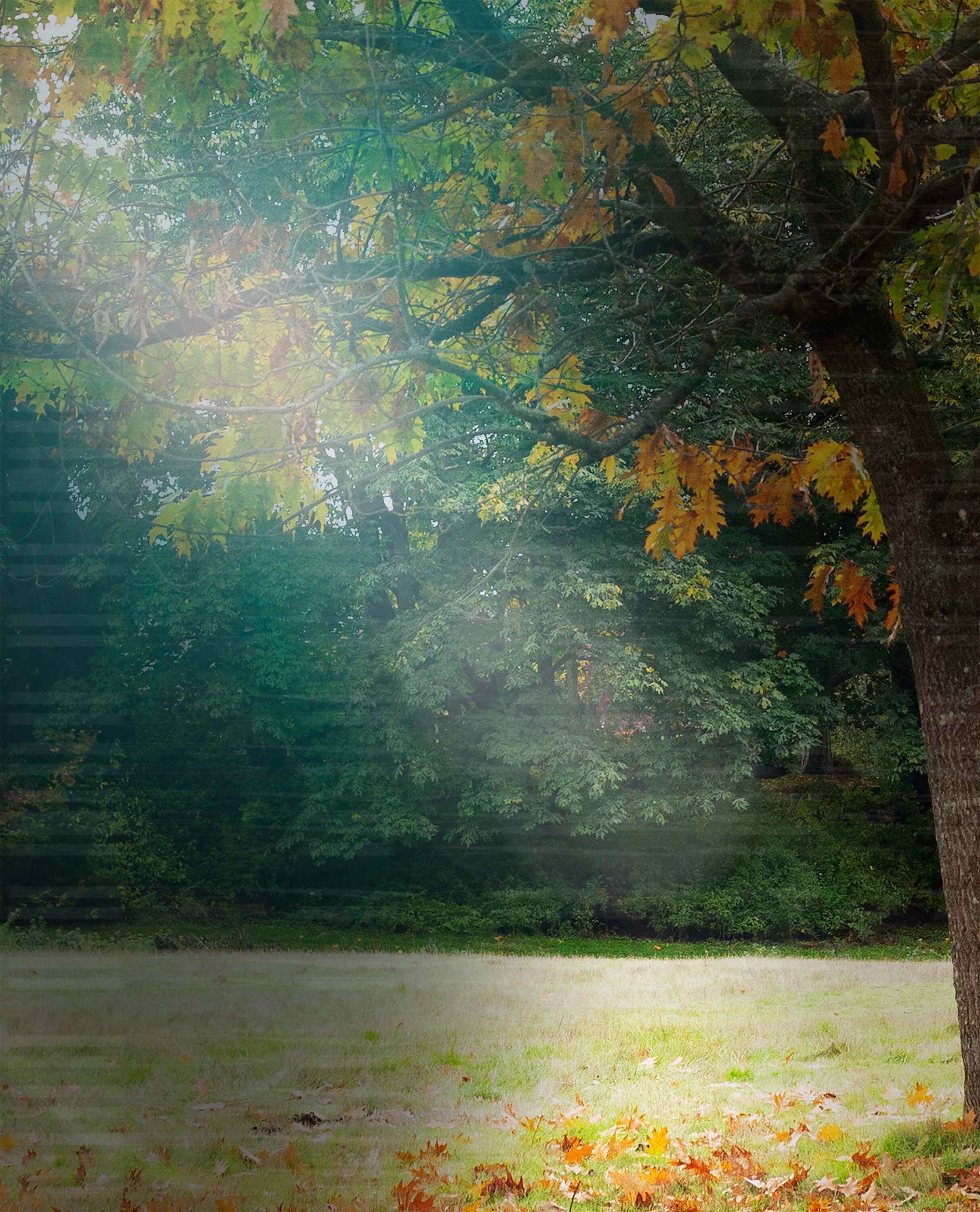 Fall Background for Portrait Photography - Etsy