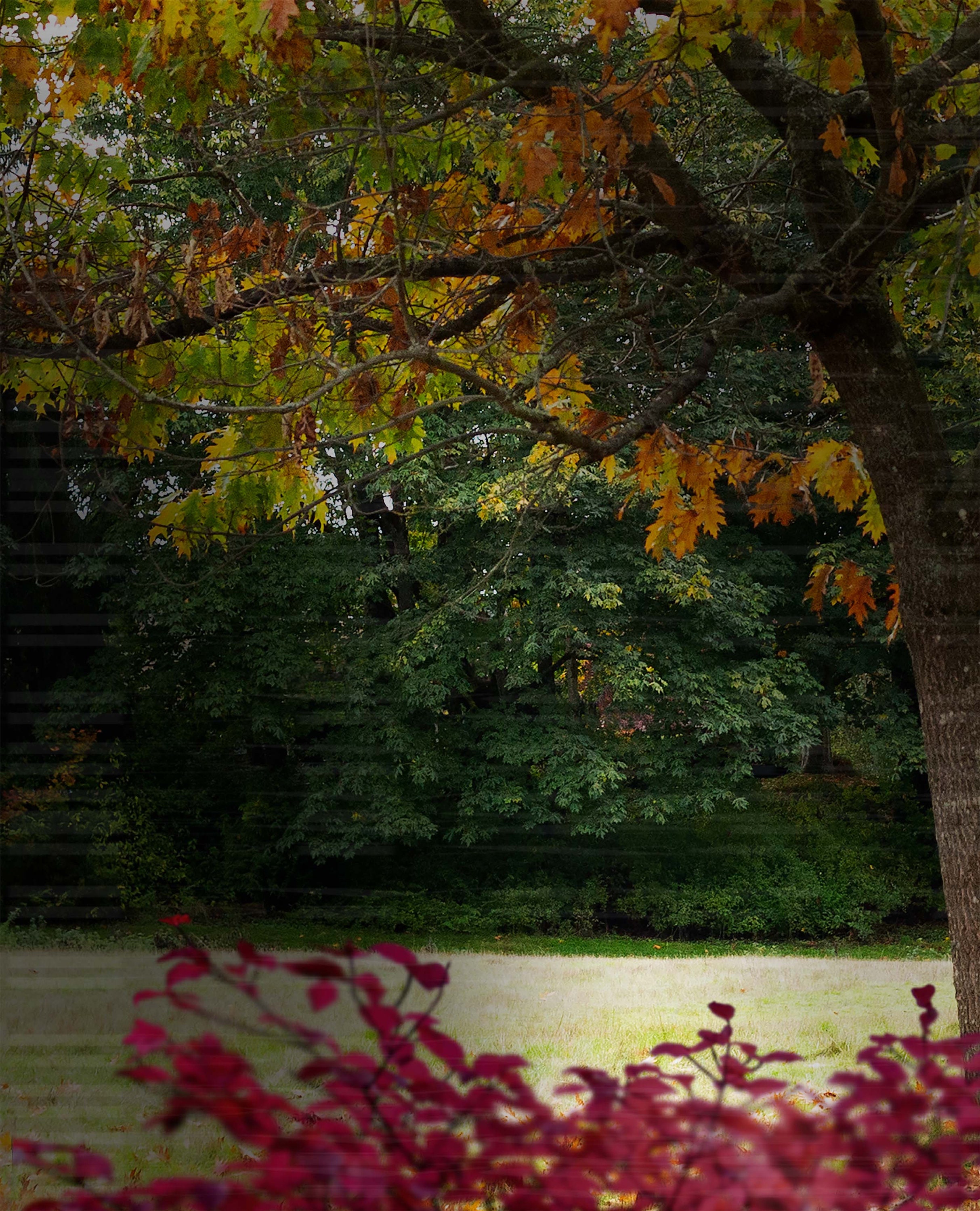 Fall Background for Portrait Photography - Etsy