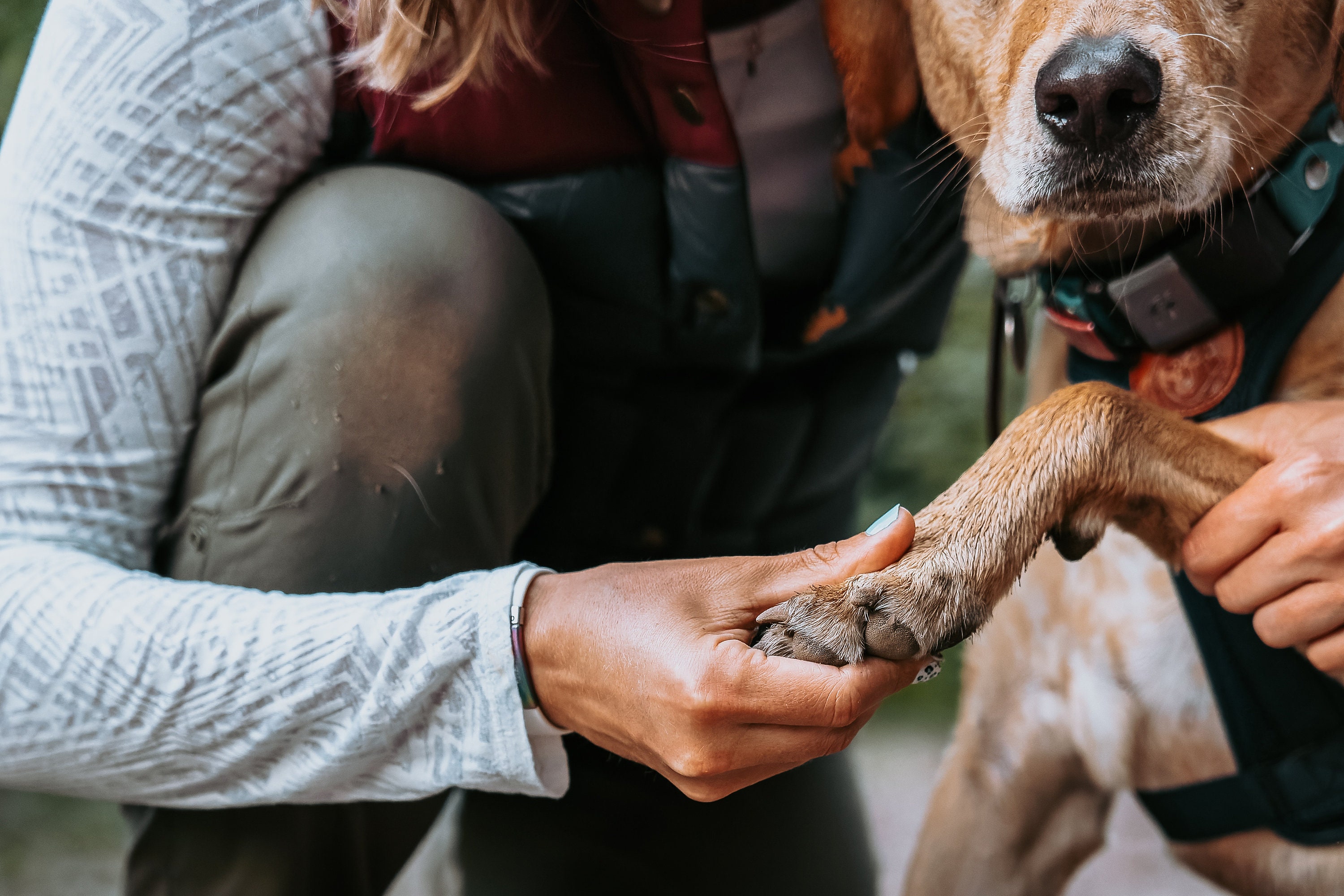 Dapper Douglas Paw Balm - Etsy
