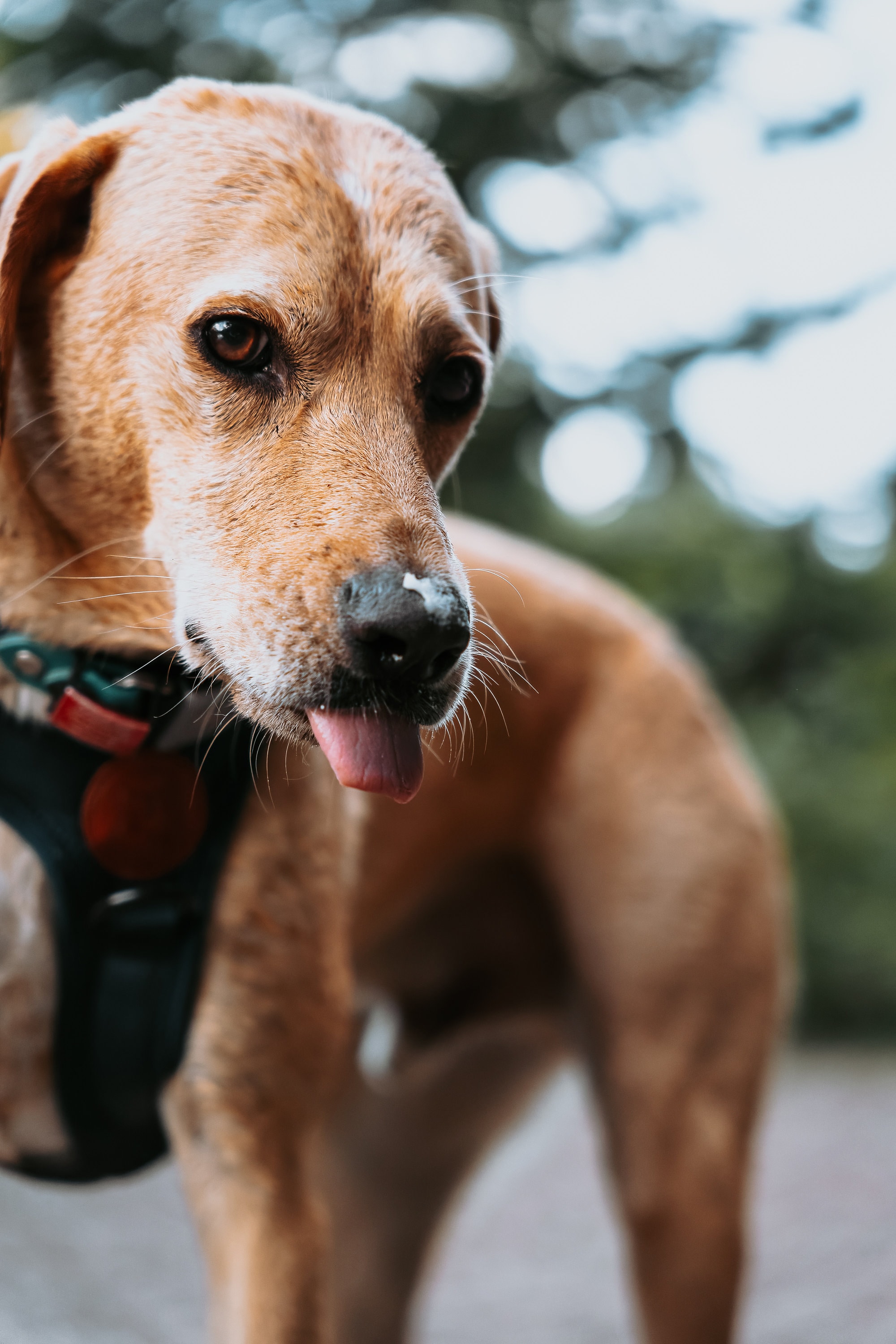 Dapper Douglas Paw Balm - Etsy