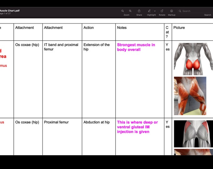 Quad Muscles Chart and Study Guide - Etsy Canada