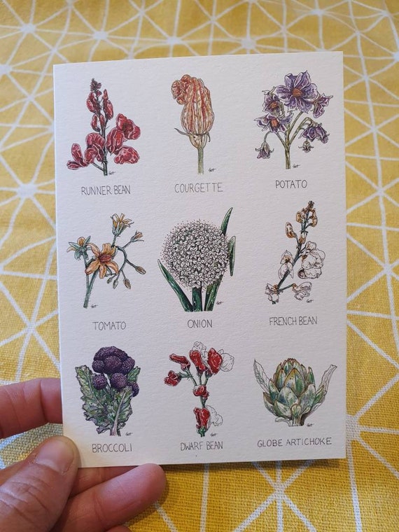 Vegetable Flowers Greetings Card Art Card Notecard - Etsy