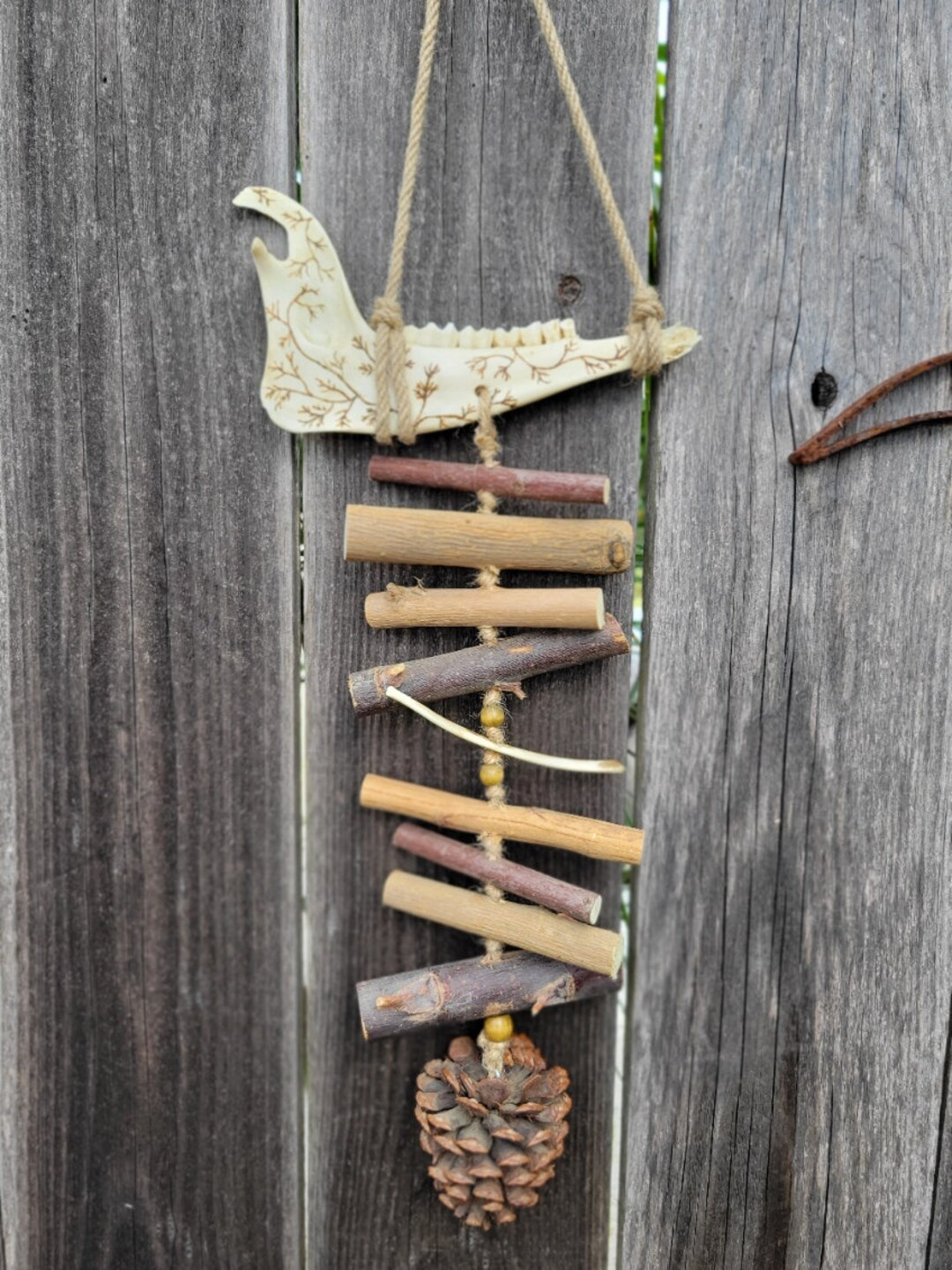 Sheep Jaw Bone Witch's Ladder Vines - Etsy