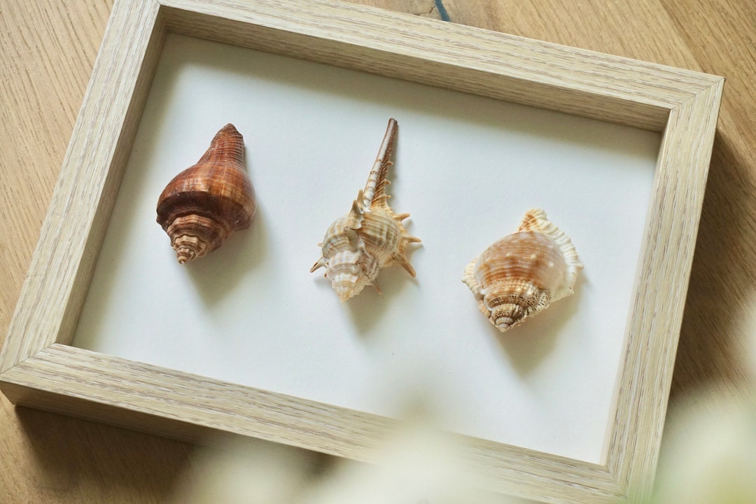 Shell Art, Seashell Decor, Minimalist Wall Art, Boho Wall Art - Etsy