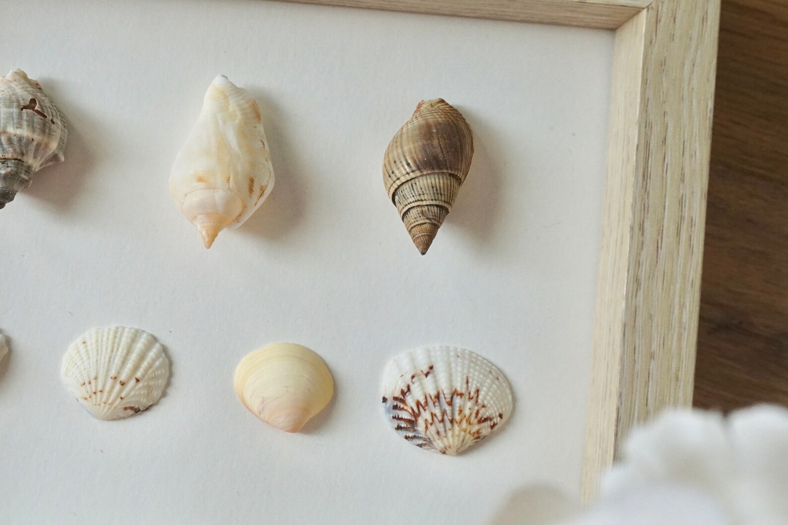 Seashell Wall Art, Minimalist Boho Home Decor - Etsy