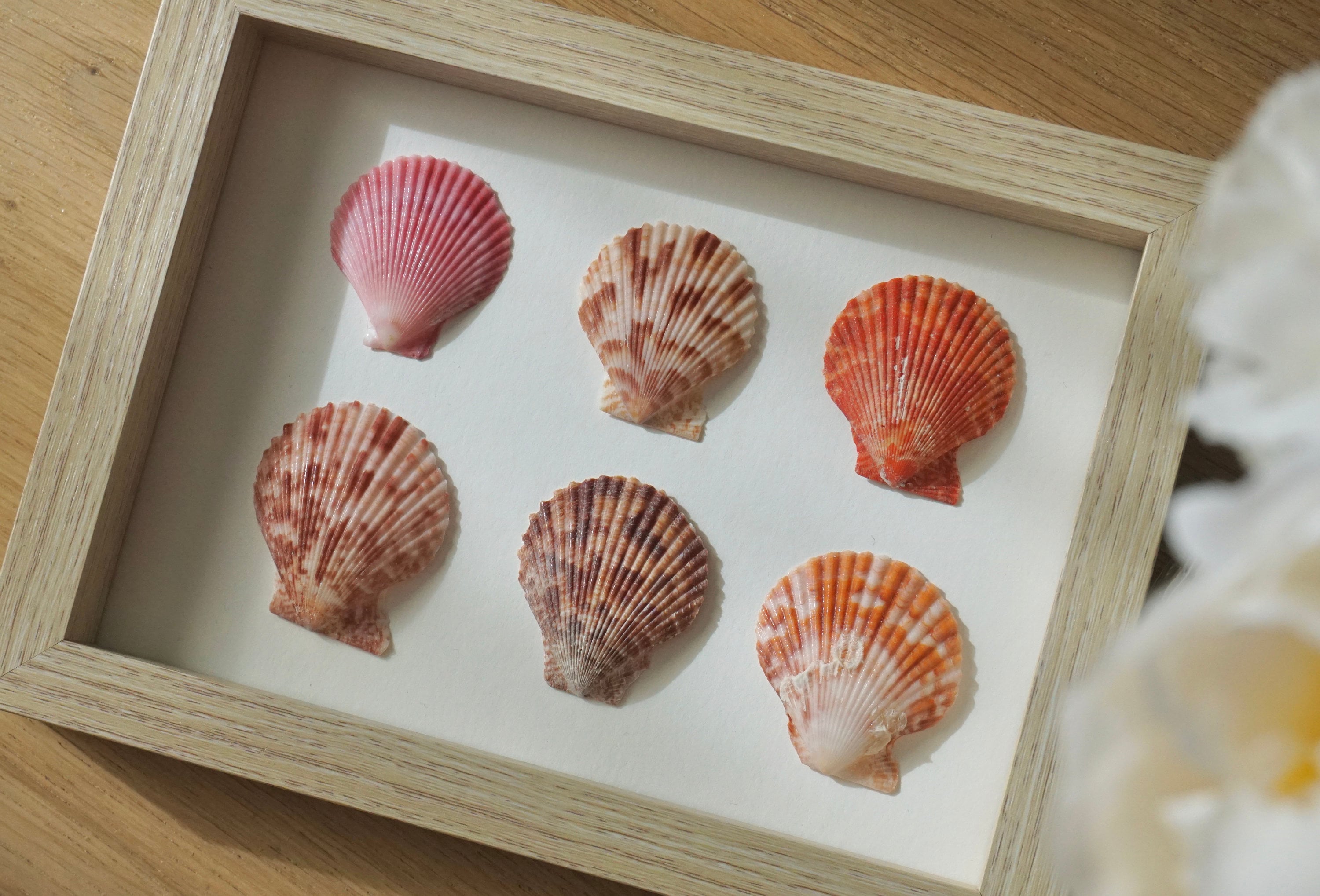 Scallop Shell Painting