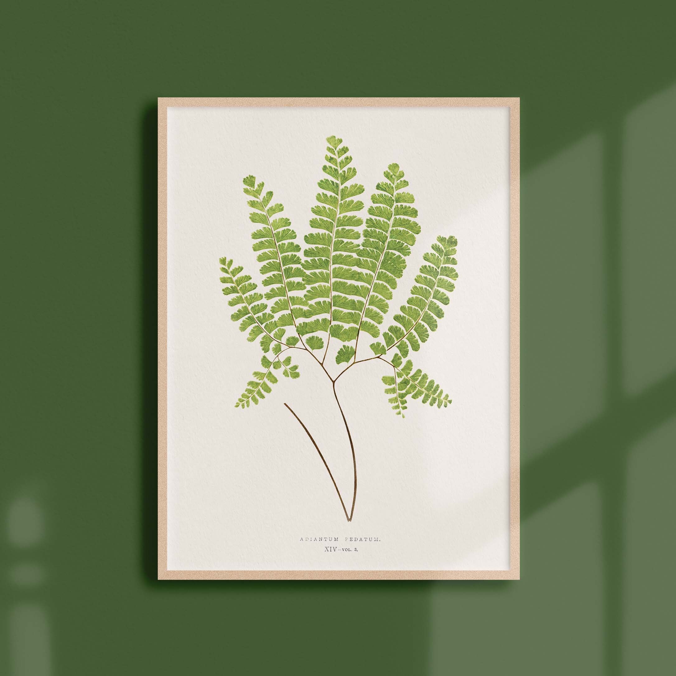 Set of 6 Fern Posters Vintage Botanical Wall Gallery - Etsy
