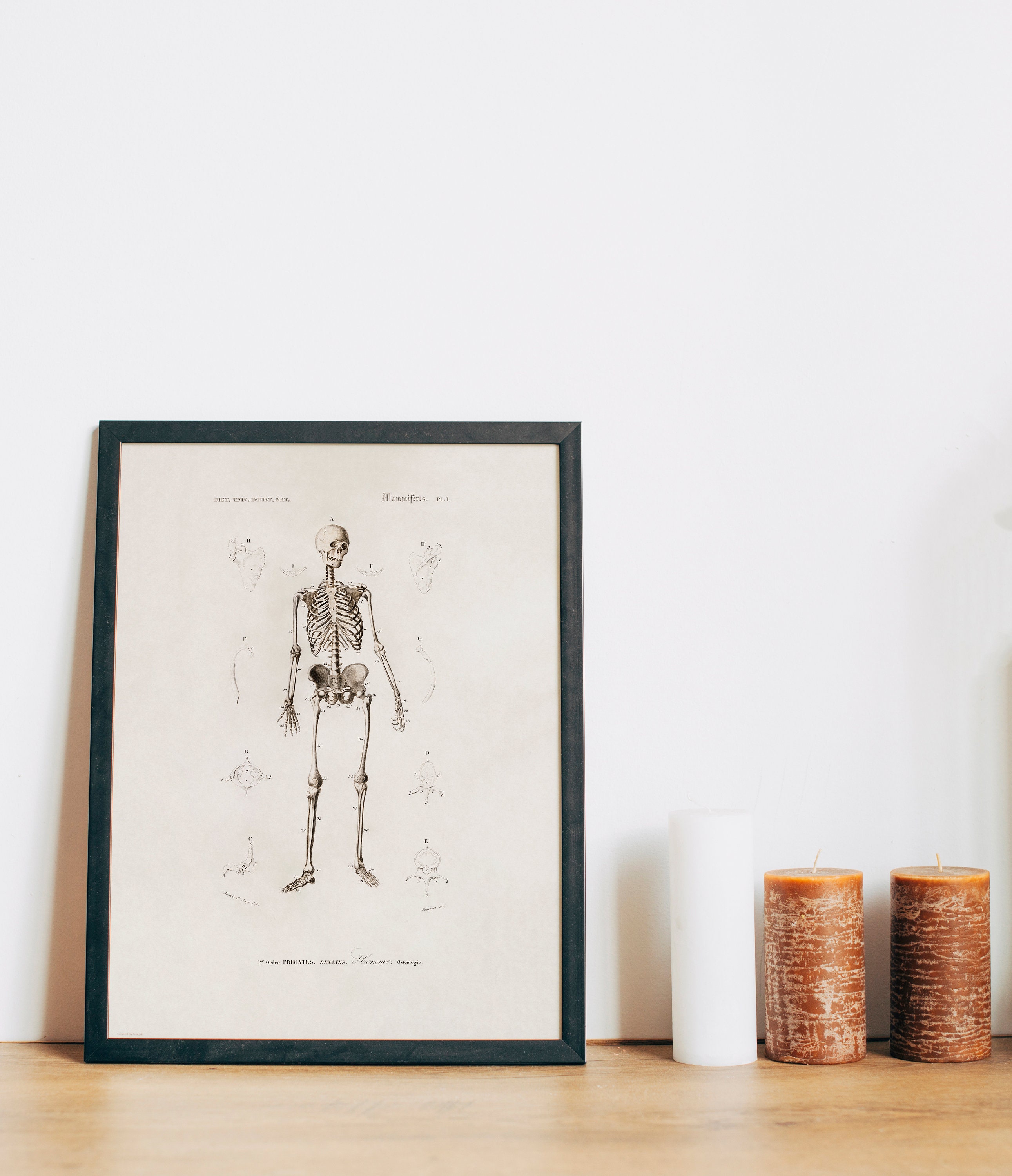 Vintage Skeleton Sketch Vintage Human Skeleton Printable - Etsy