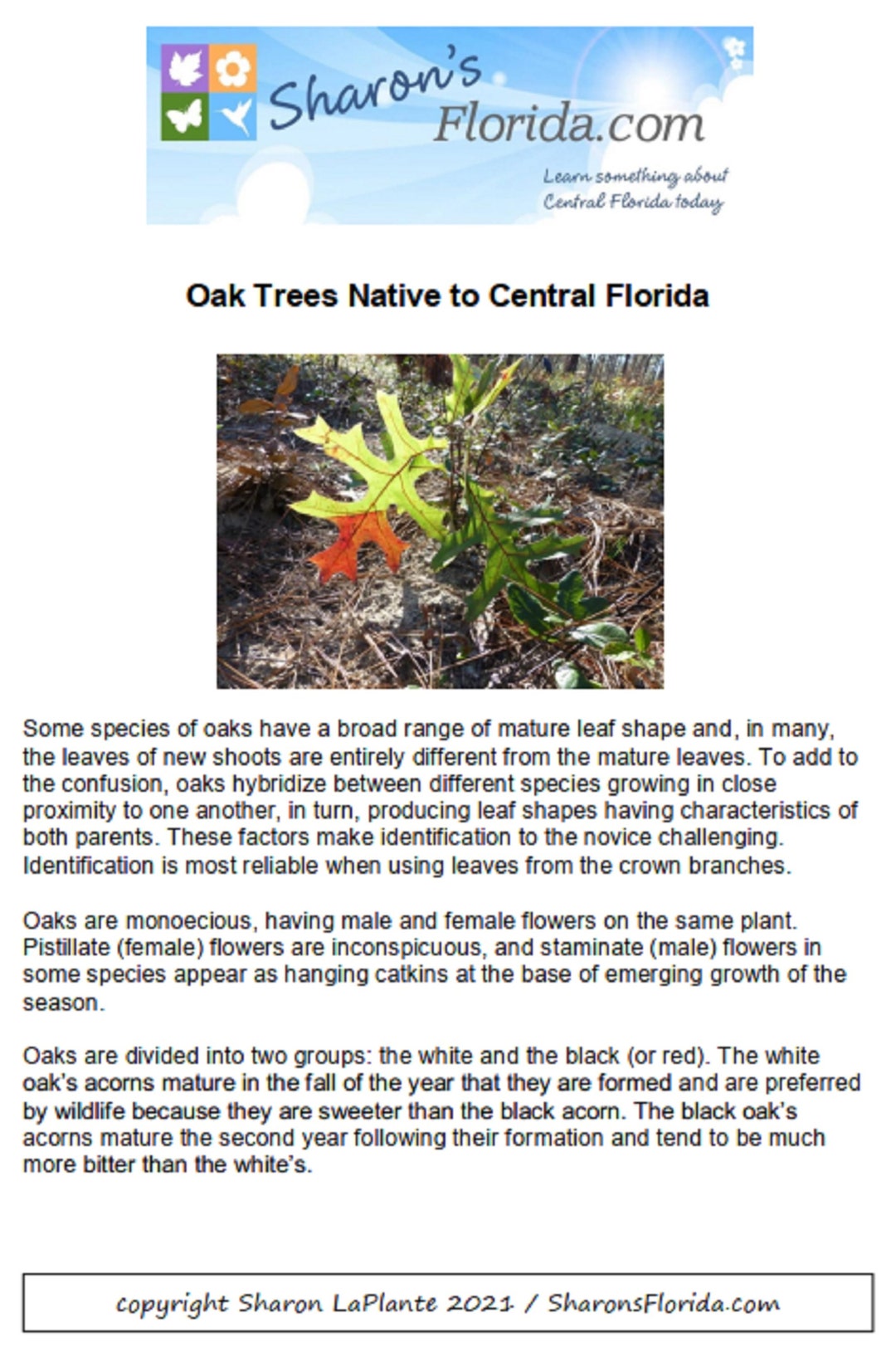 Oak Trees Native to Central Florida Printable Guide 15 - Etsy